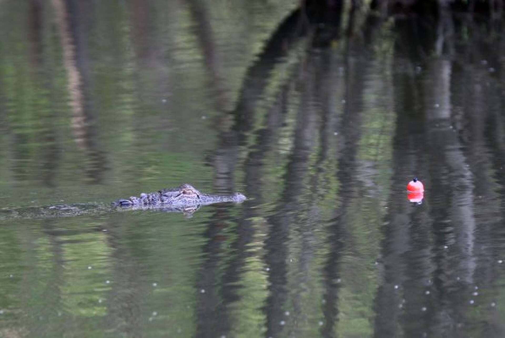 Study finds 'spectacular complexity', tool use among alligators