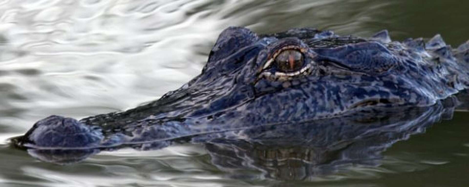 Study finds 'spectacular complexity', tool use among alligators