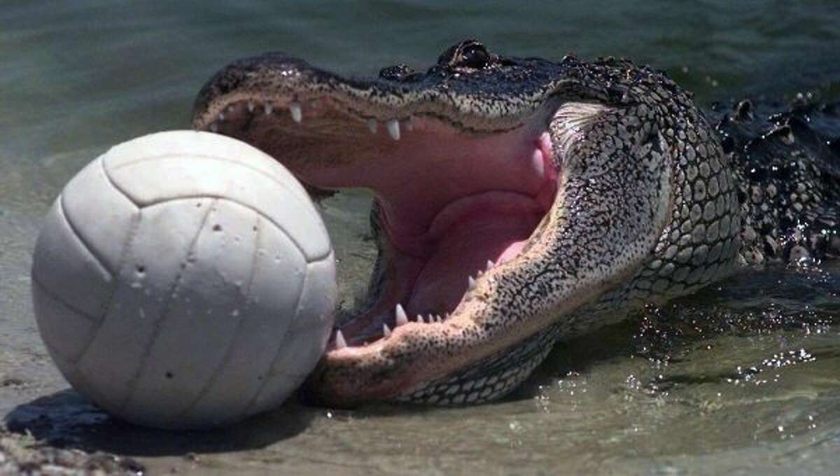 Study finds 'spectacular complexity', tool use among alligators