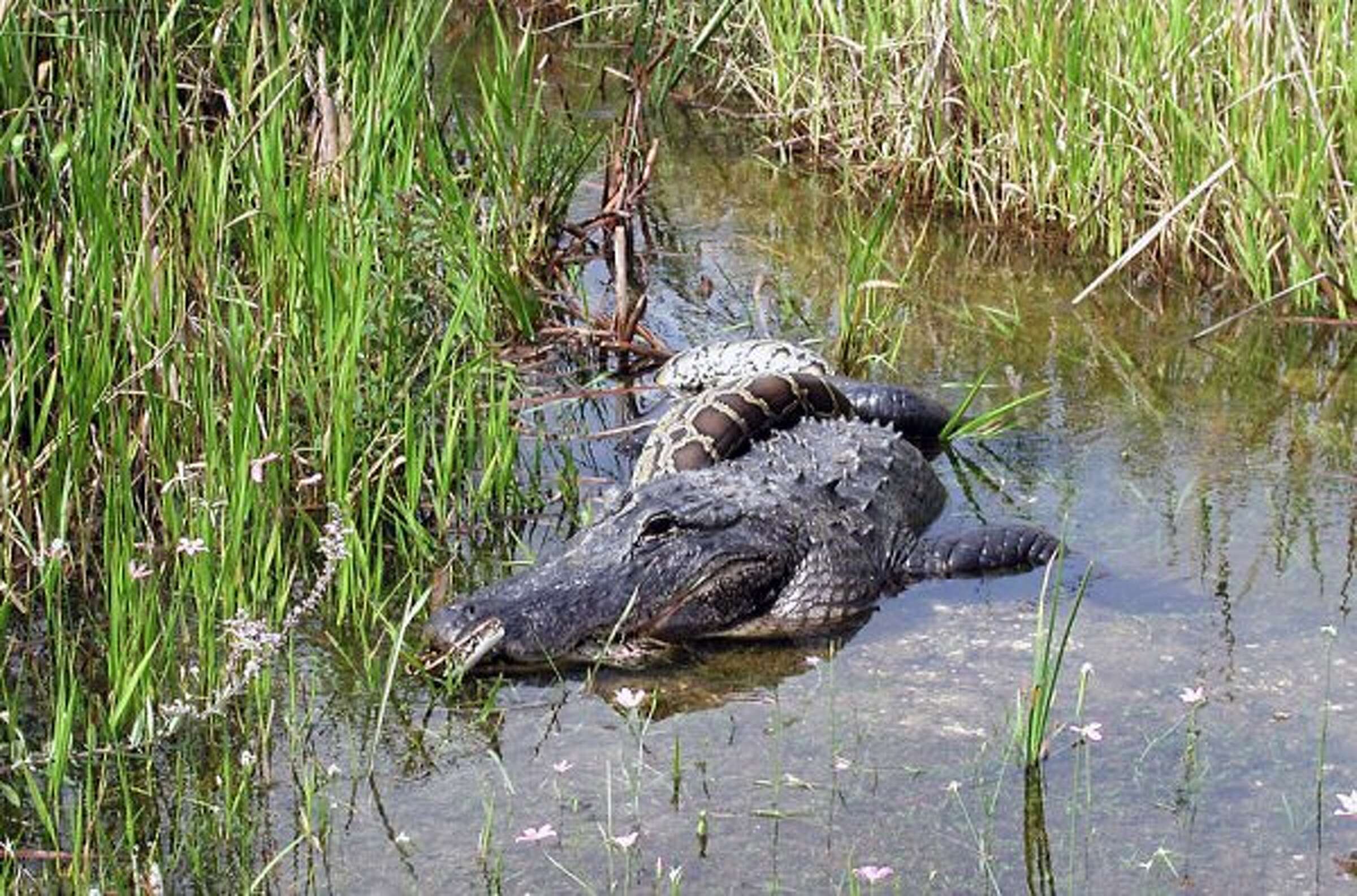 Study finds 'spectacular complexity', tool use among alligators