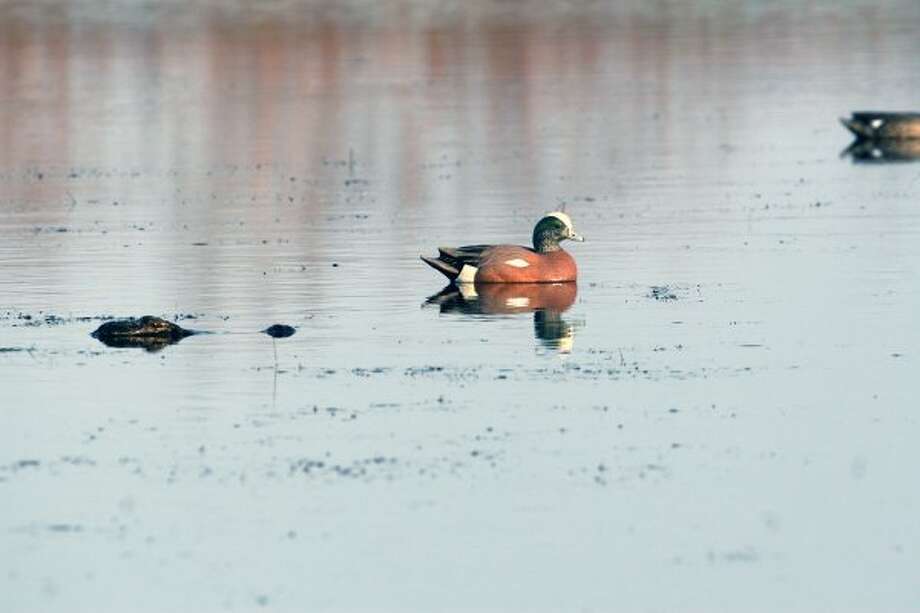 Study finds 'spectacular complexity', tool use among alligators ...