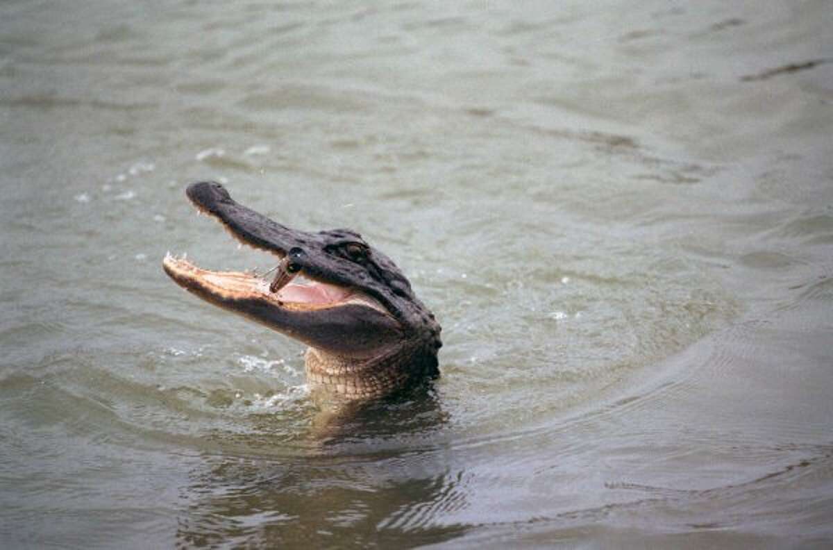 Study finds 'spectacular complexity', tool use among alligators