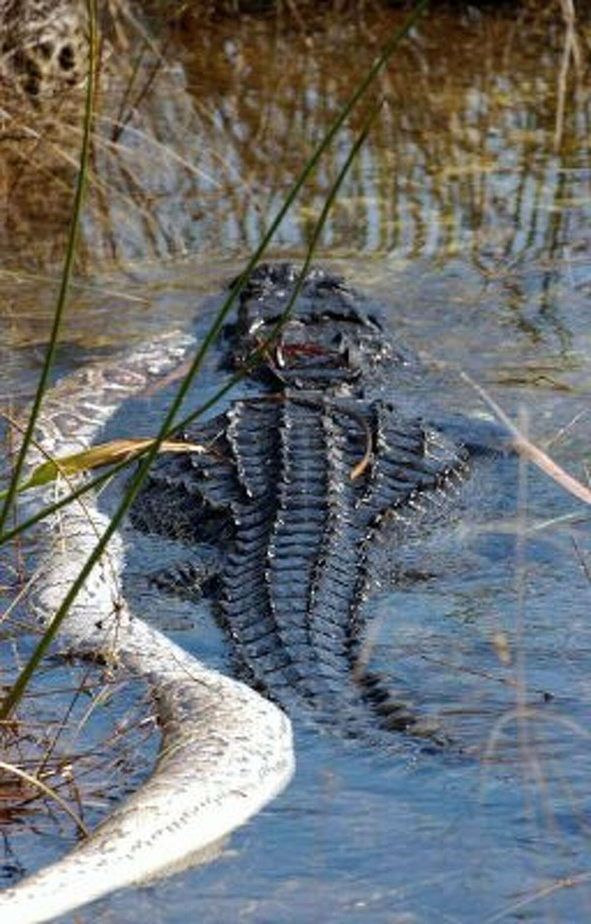 Study finds 'spectacular complexity', tool use among alligators