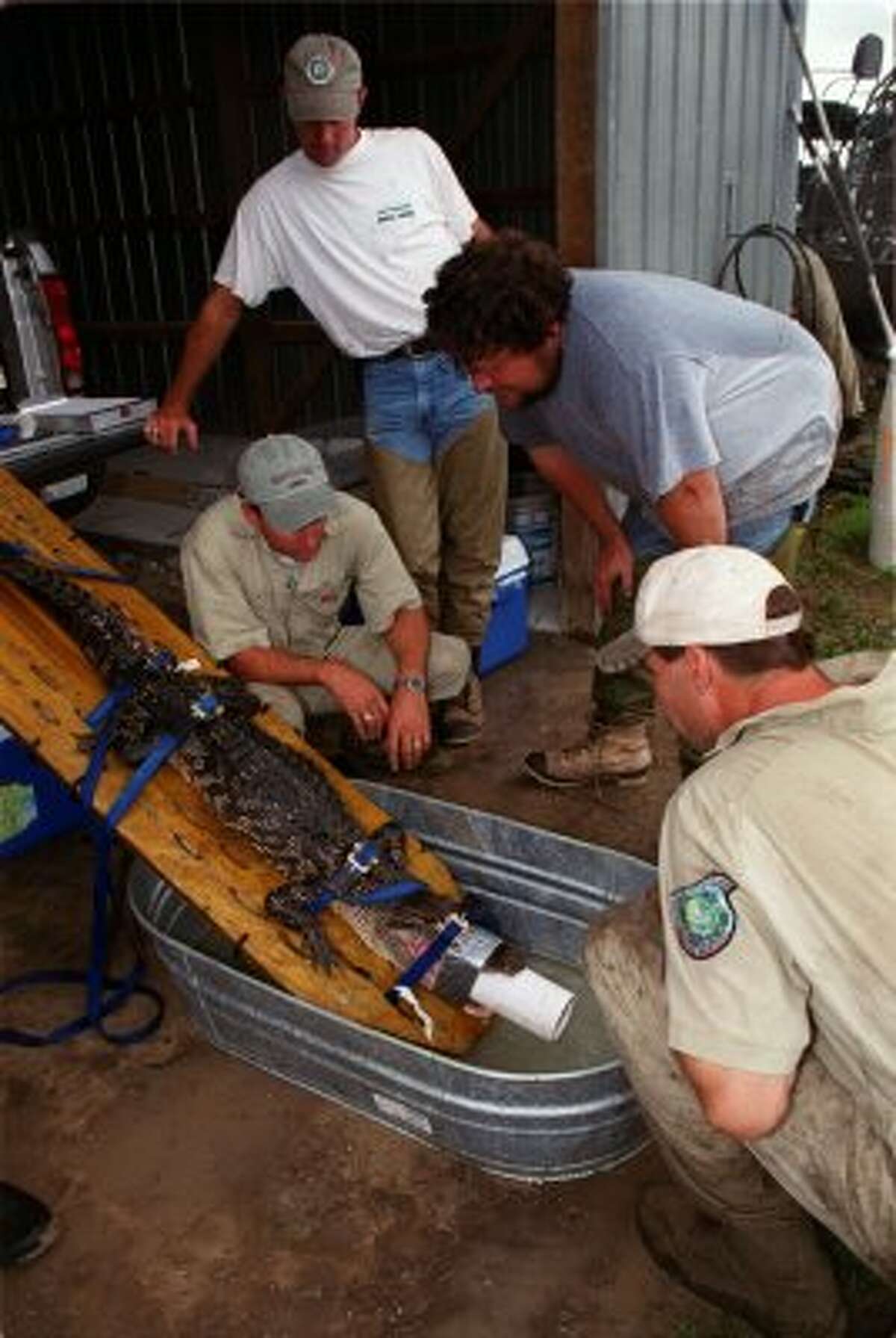 Study finds 'spectacular complexity', tool use among alligators