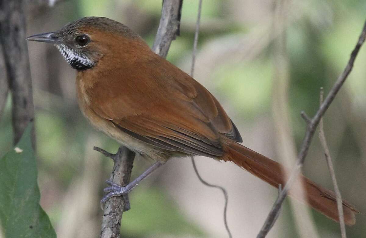 More Amazon birds make list of threatened species