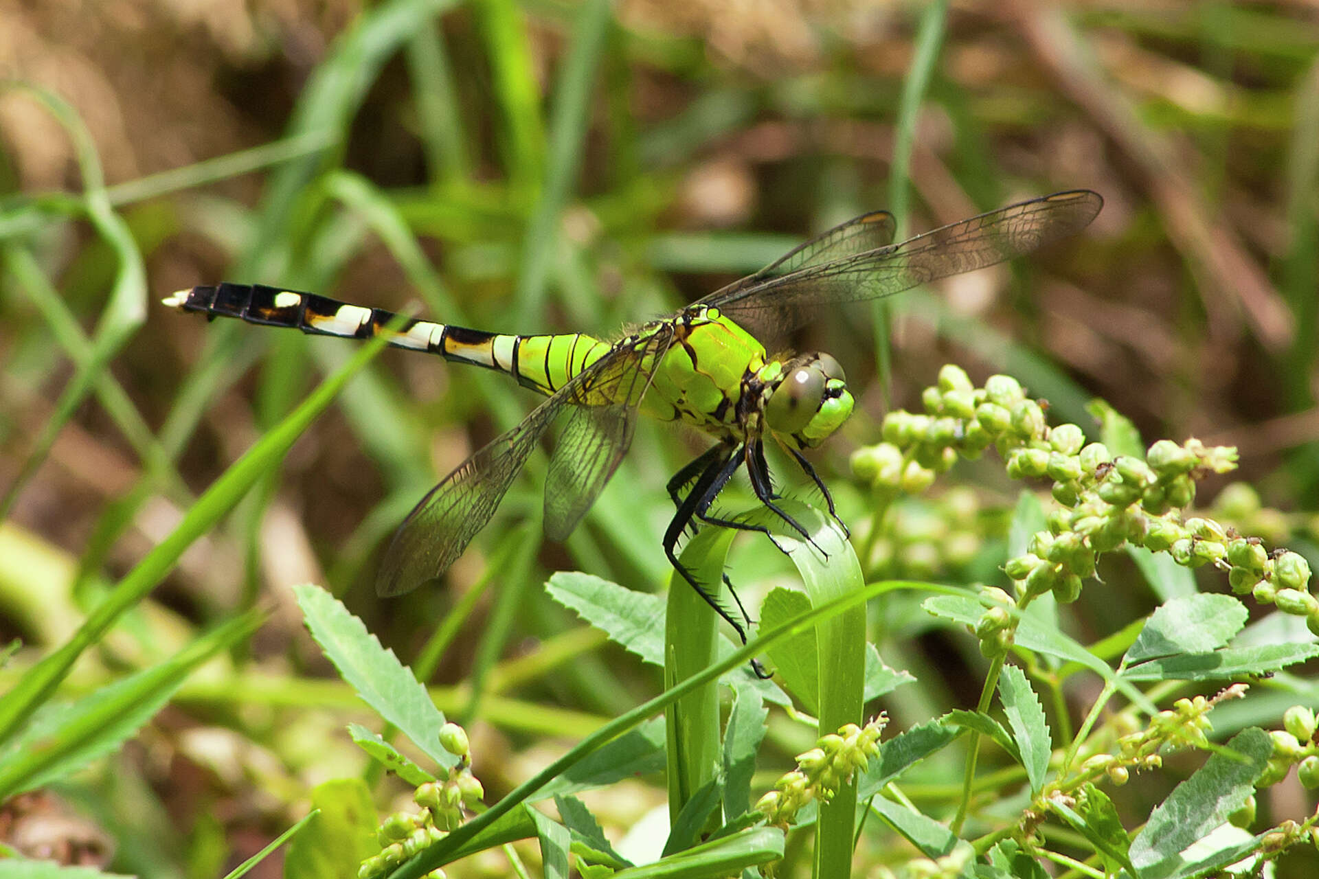 Dragonflies are both beautiful and useful