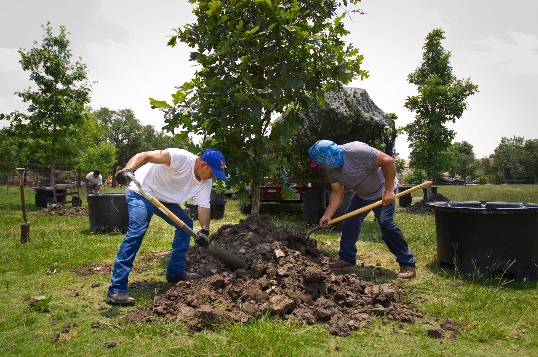 It takes a community to replant trees at little parks