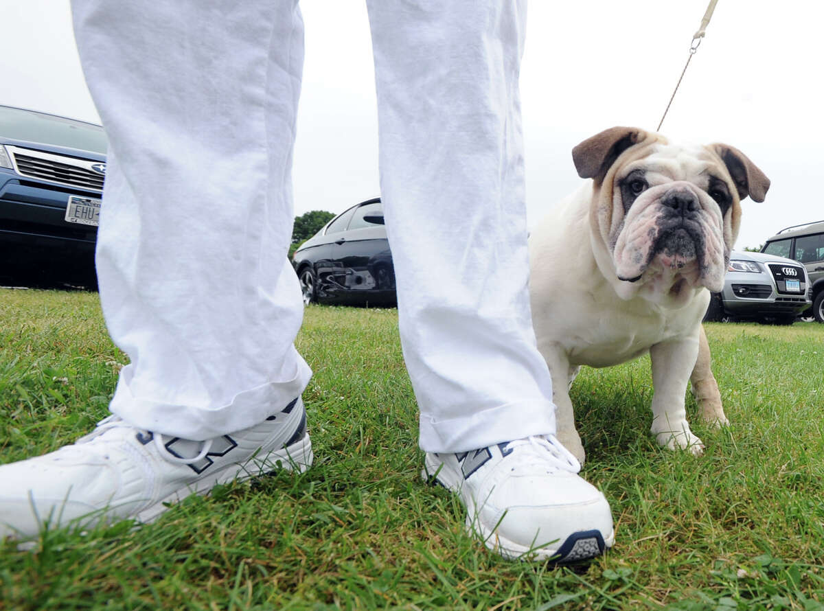 Bad fur day at Greenwich Kennel Club dog show