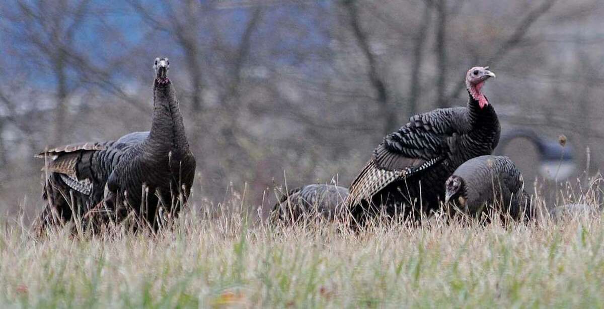 Turkeys are everywhere, but hard to hunt