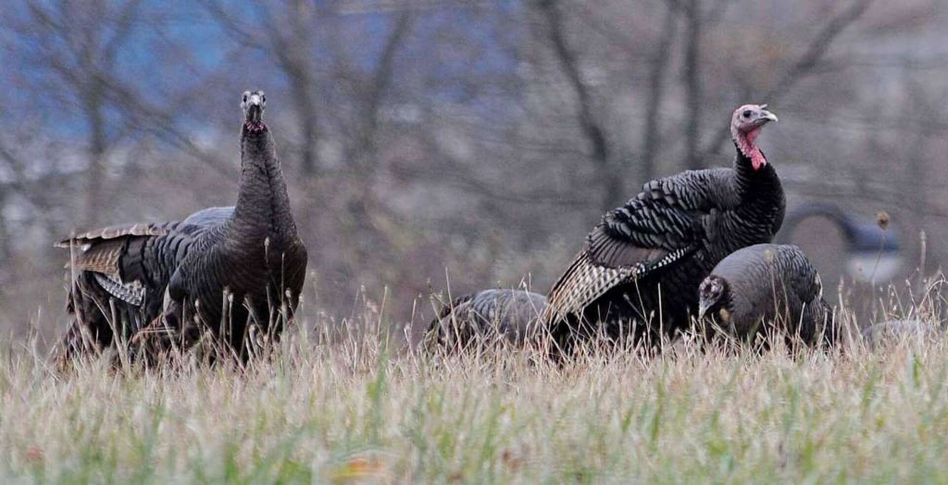 Turkeys are everywhere, but hard to hunt