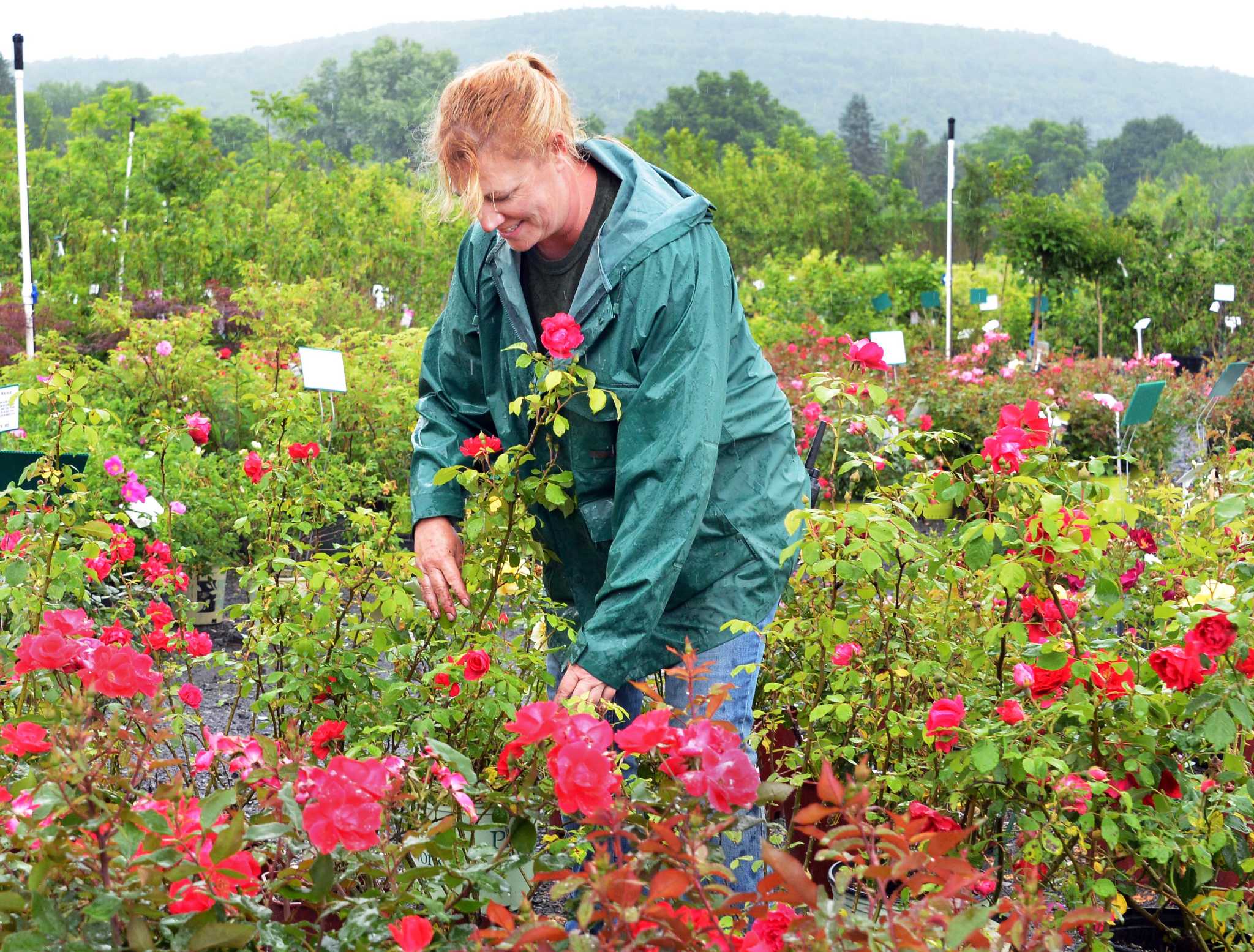 Photos: Things are looking rosy