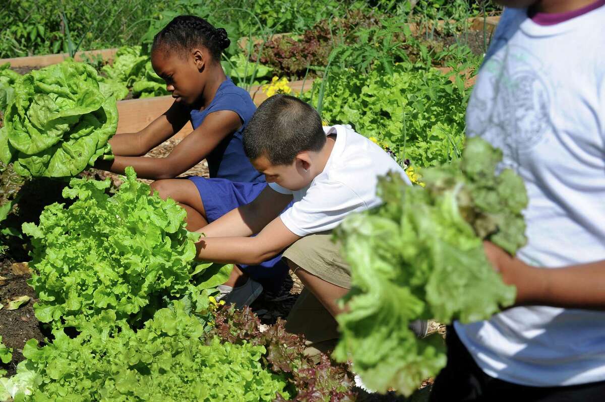 Schools getting gardens, with salad on the side
