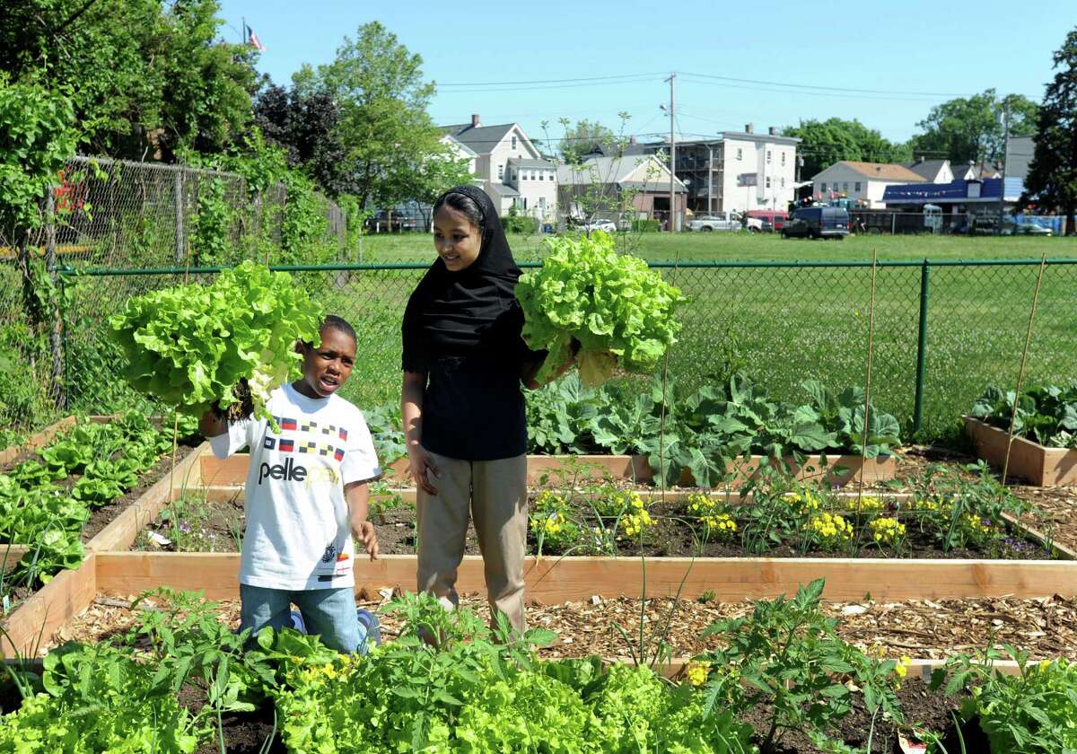 Schools getting gardens, with salad on the side