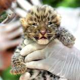 News of the world: Vampire prevention in Bulgaria - seattlepi.com