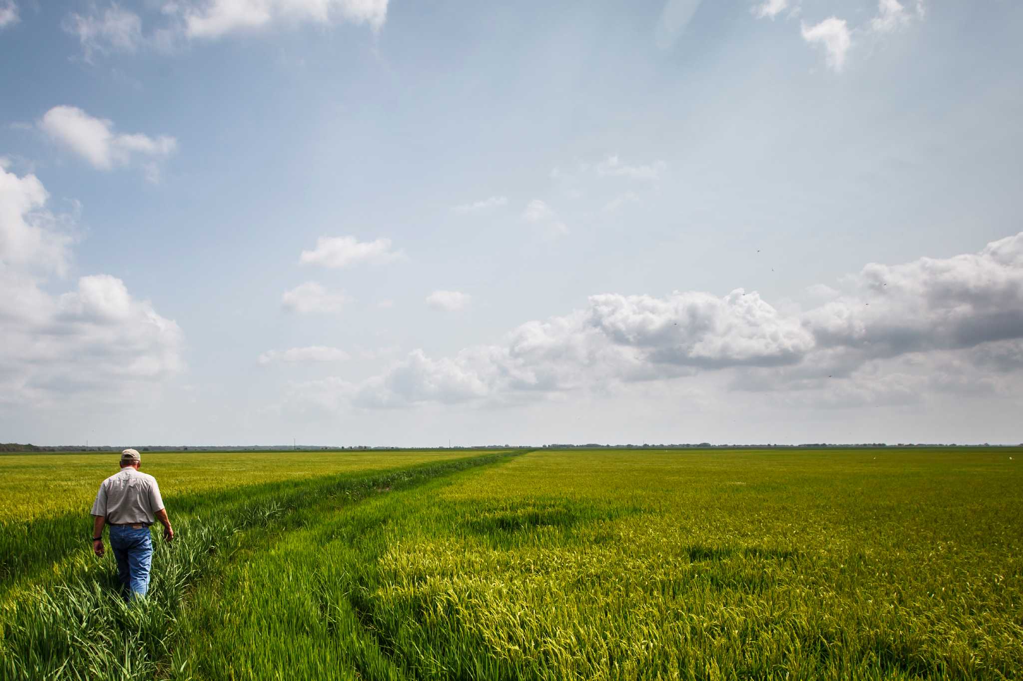Texas rice farmers await outcome of budget battle