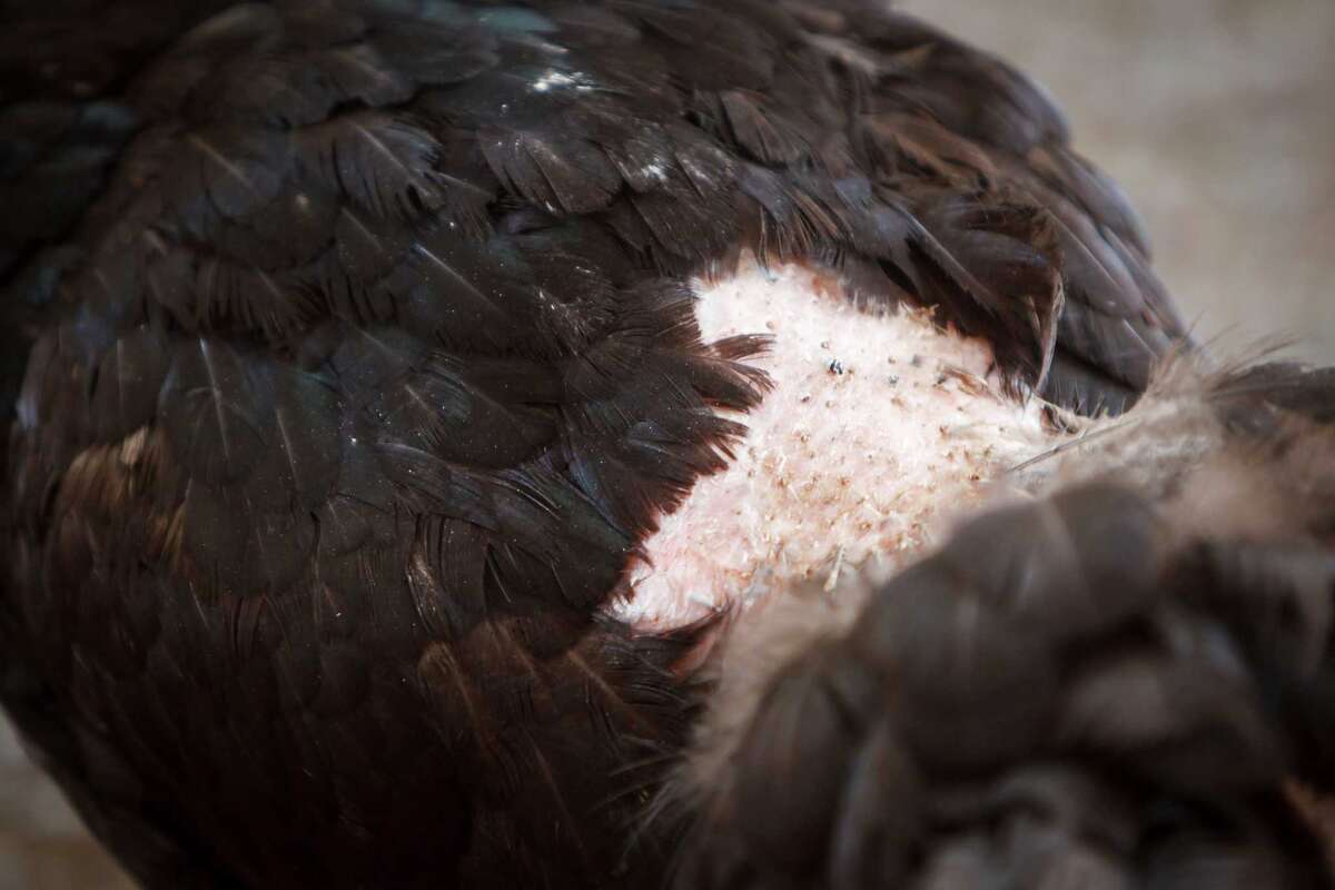 Chickens come home to roost, in style