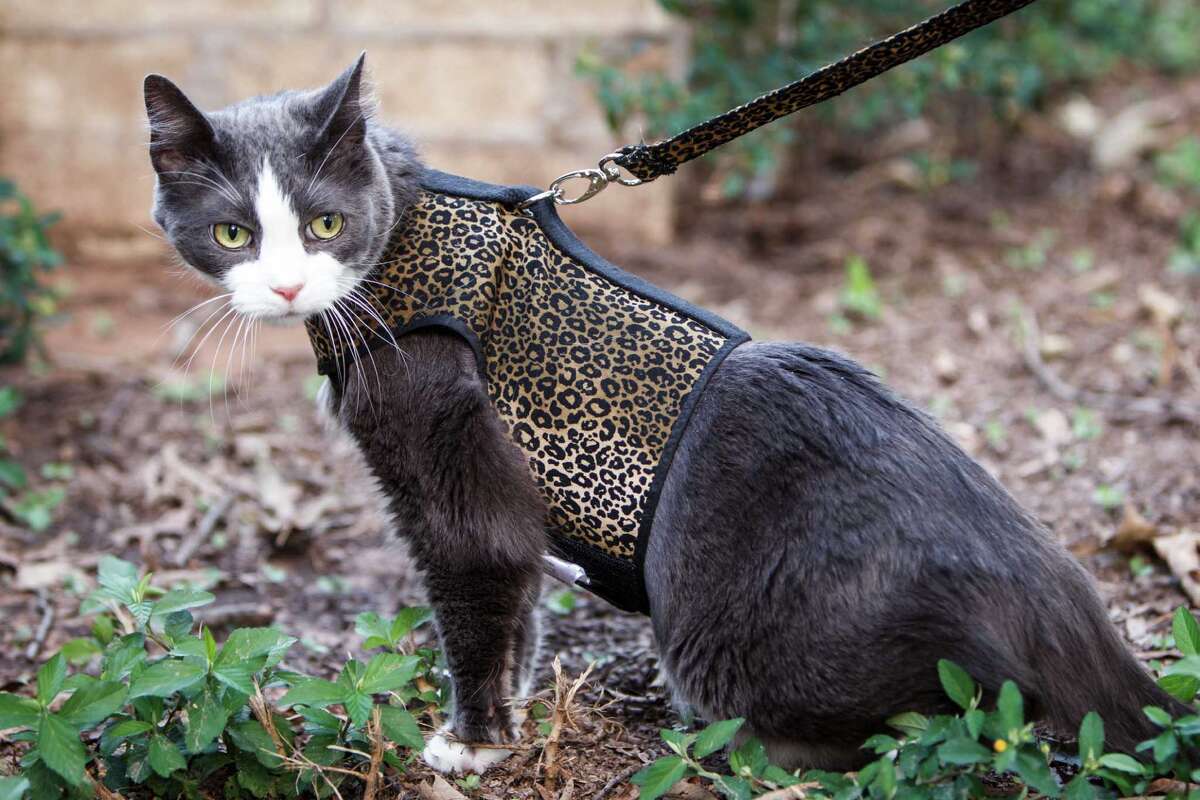 Chickens come home to roost, in style