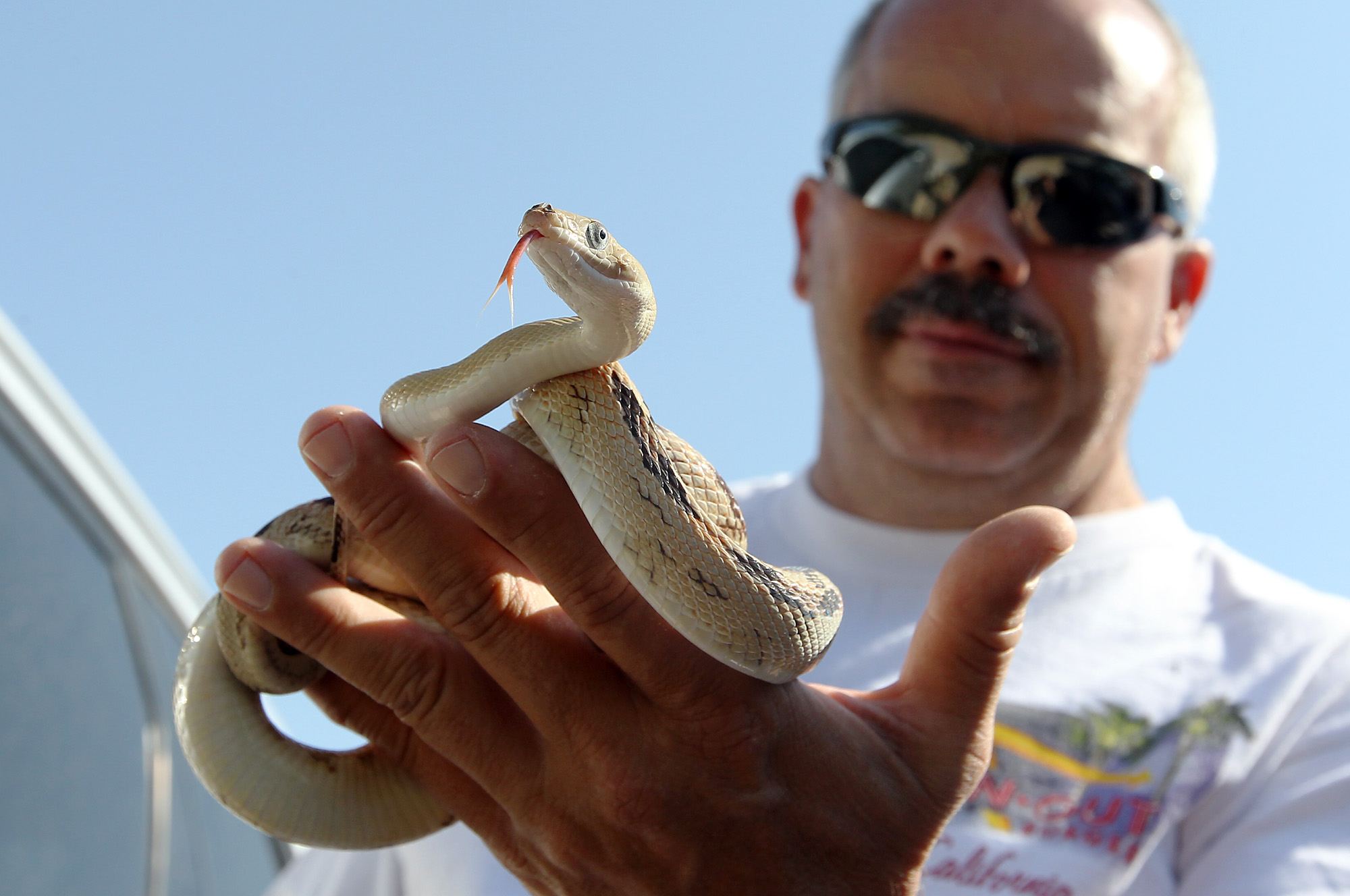 For happy herpetologists, the hunt is on