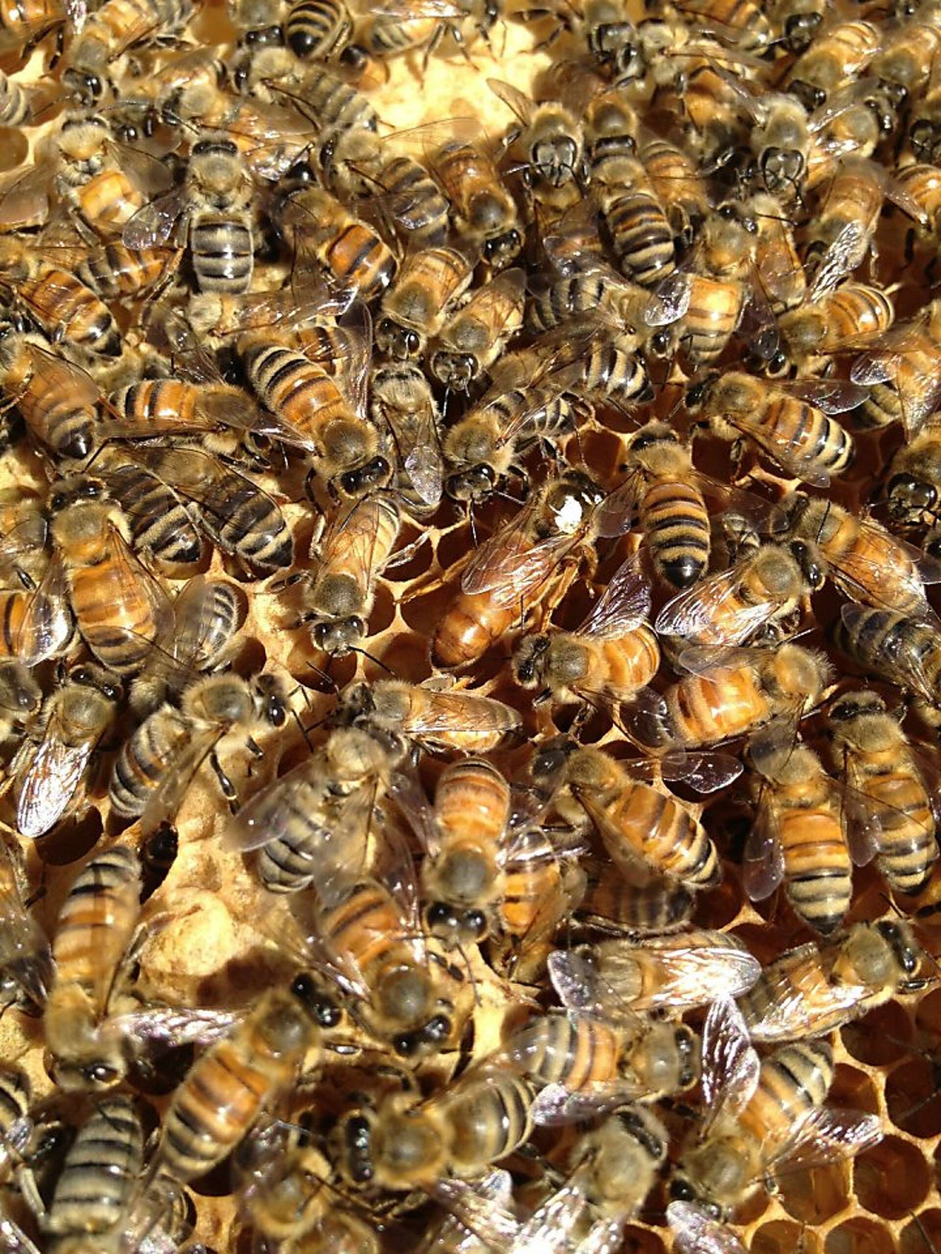 Mate and checkmate in queen bees' dueling