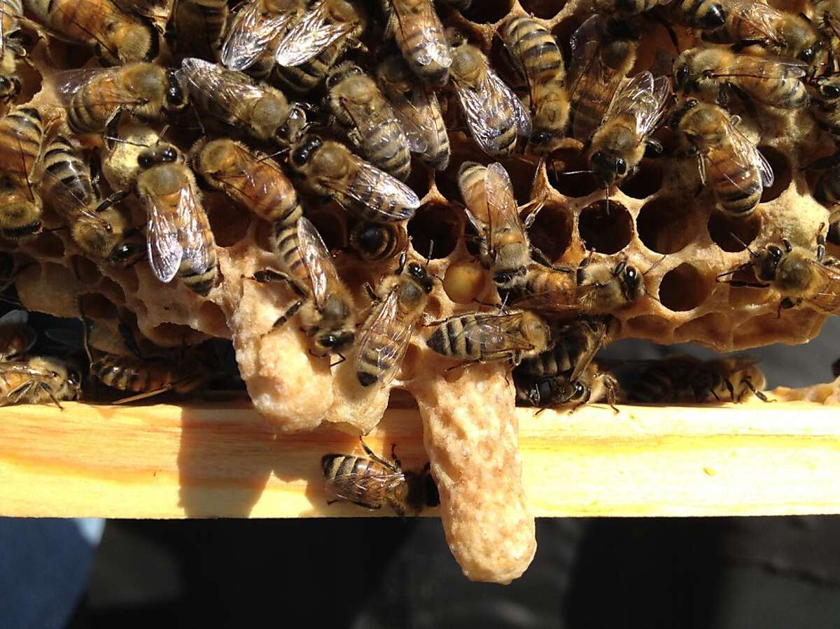 Mate and checkmate in queen bees' dueling