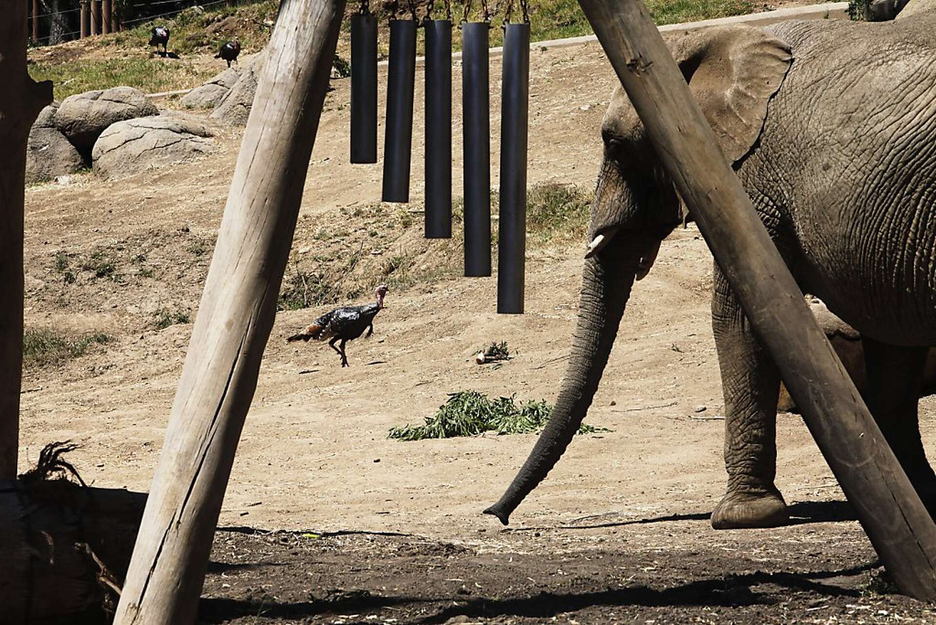 Beware the fierce, fearless wild turkey