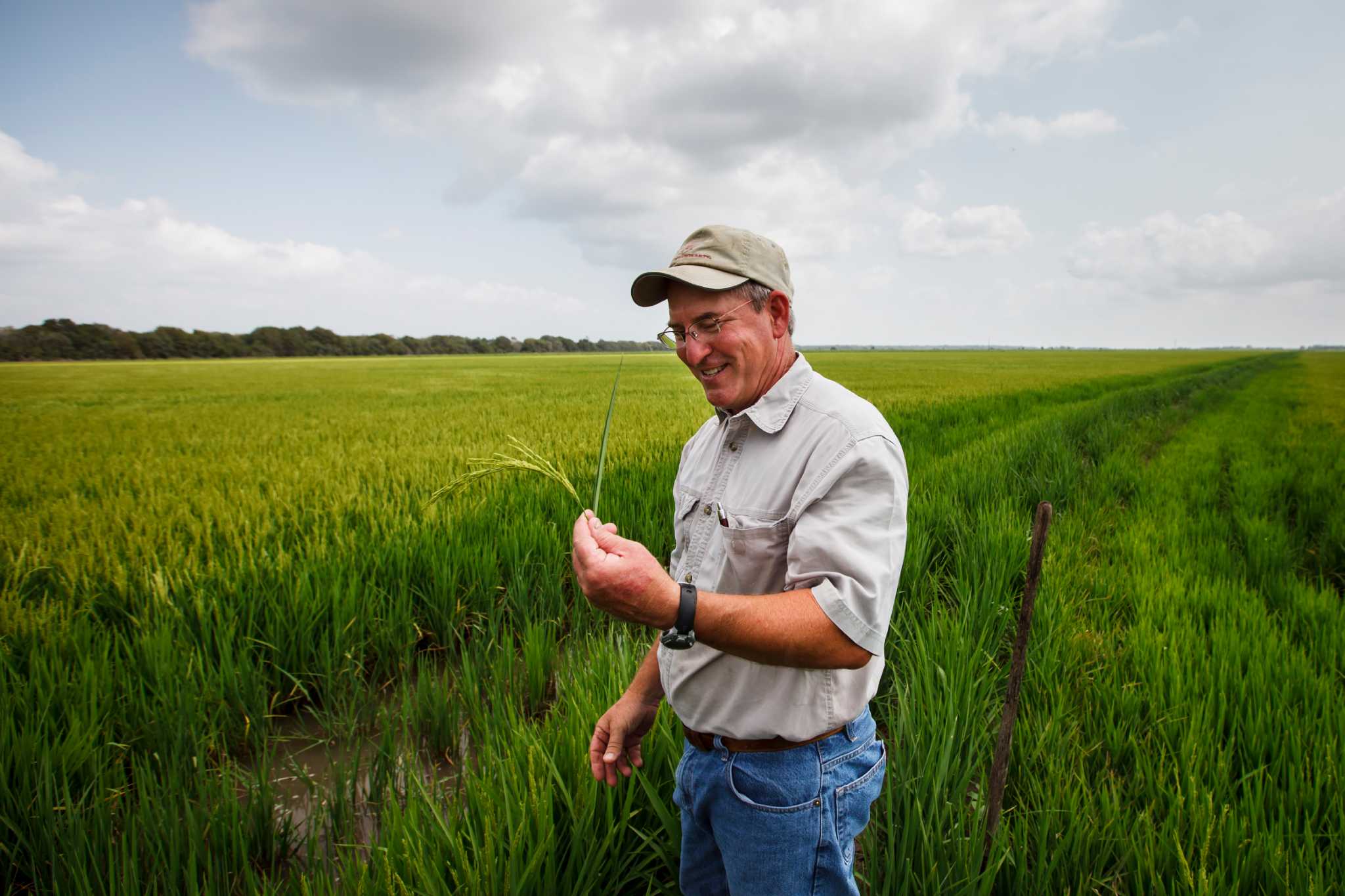 Rice growers fear aid is drying up
