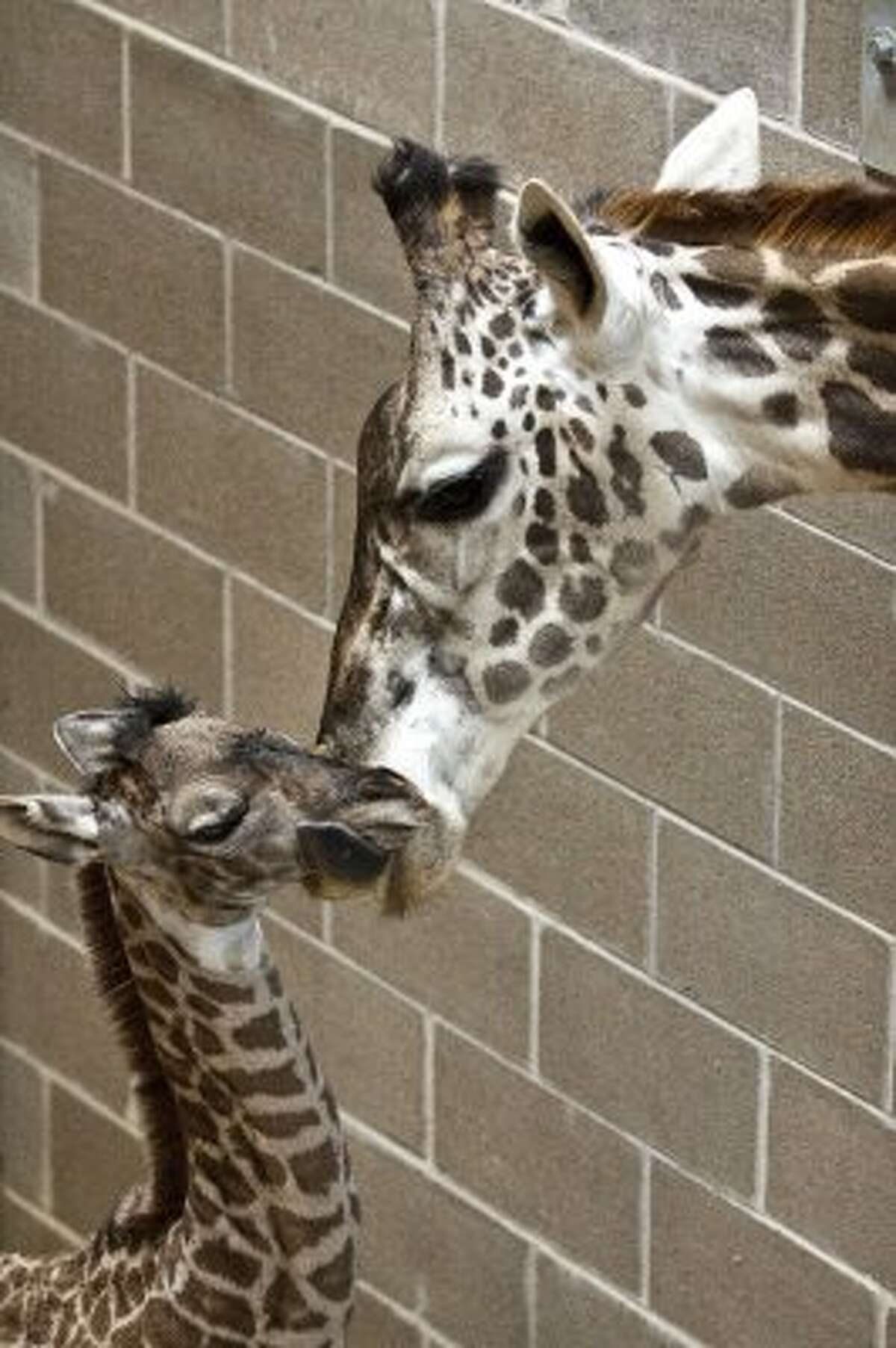 Houston Zoo up for national title of best zoo