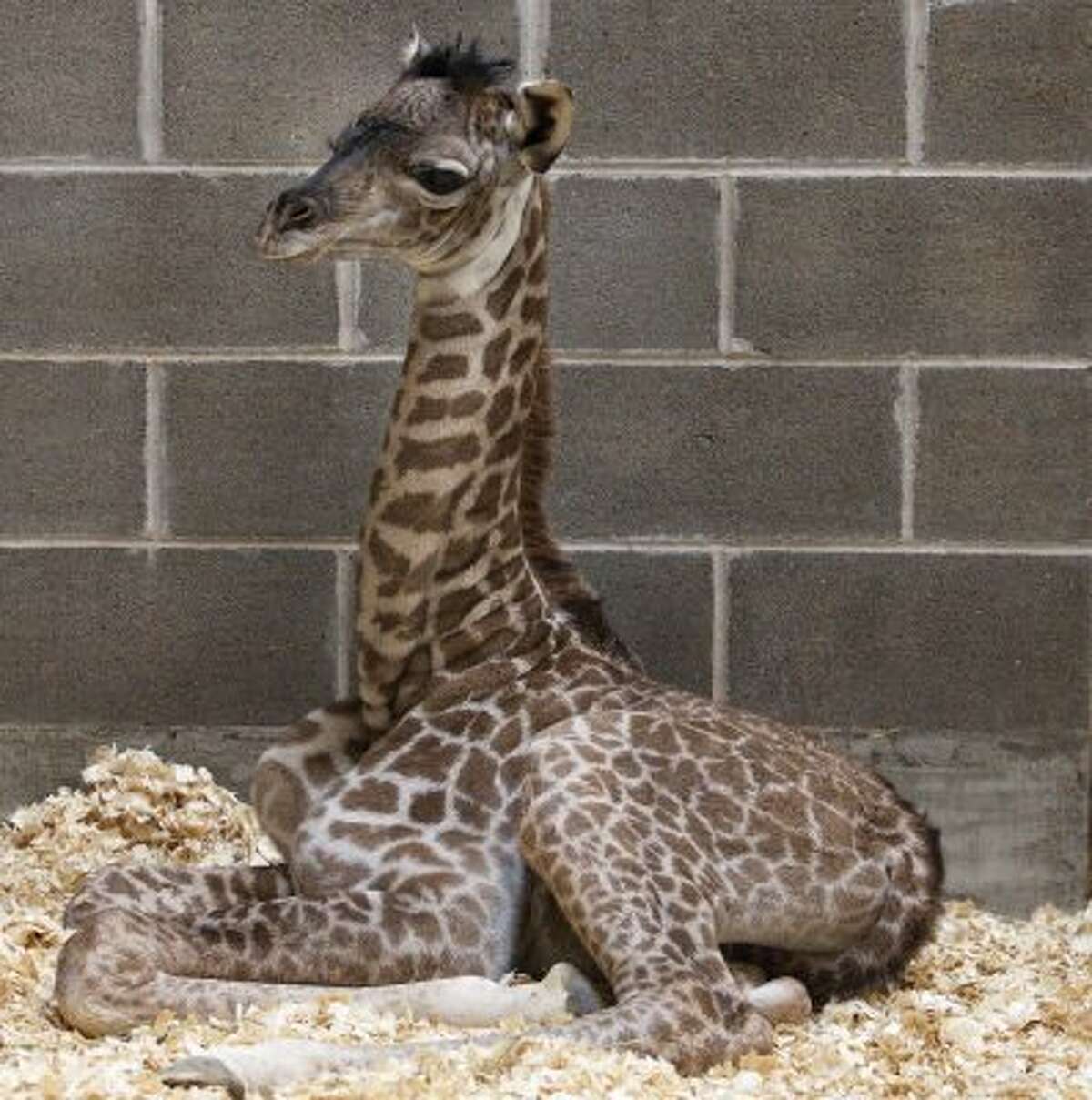 Houston Zoo up for national title of best zoo