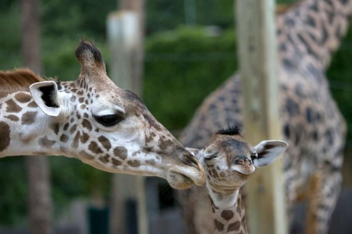 Houston Zoo up for national title of best zoo