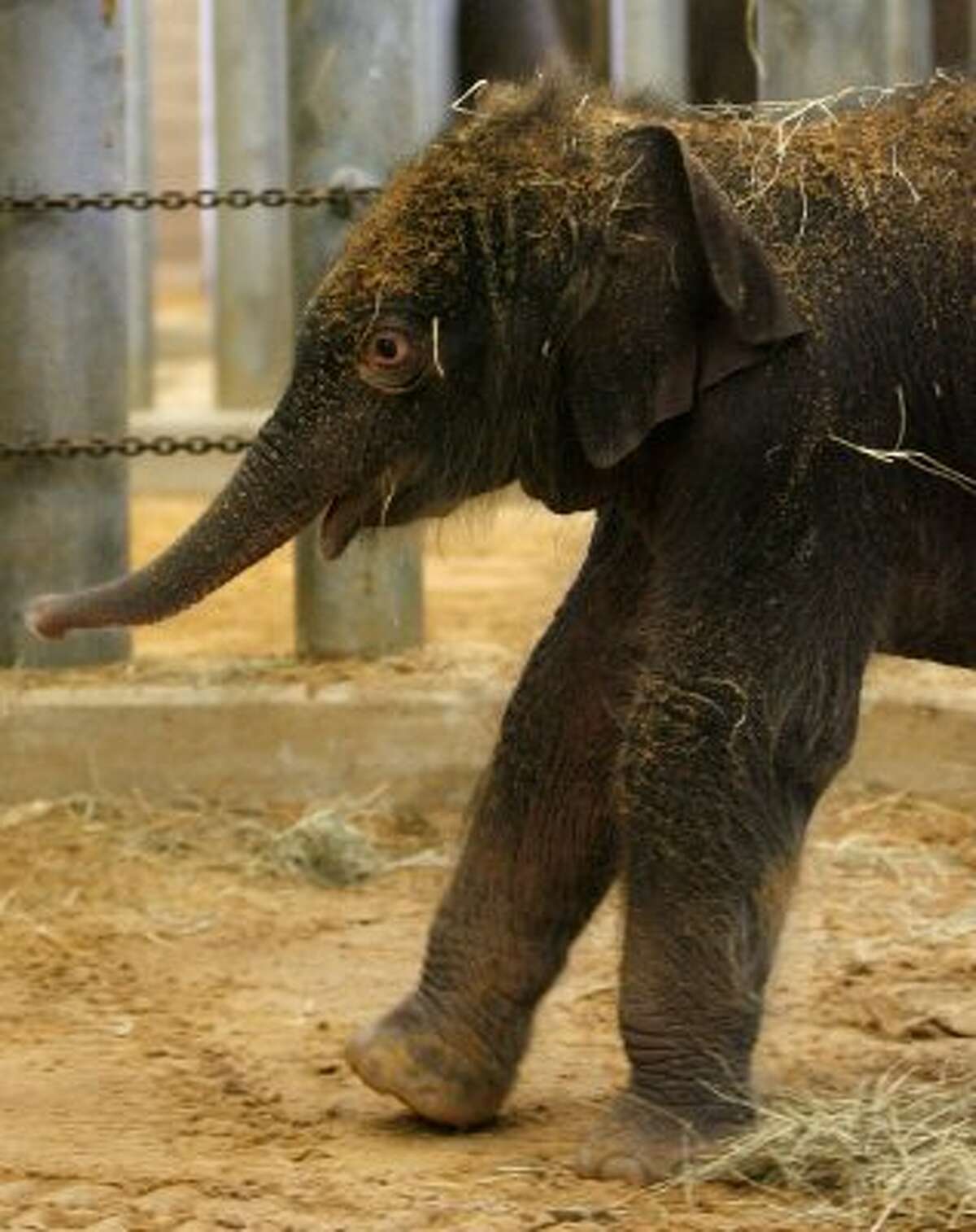 Houston Zoo up for national title of best zoo