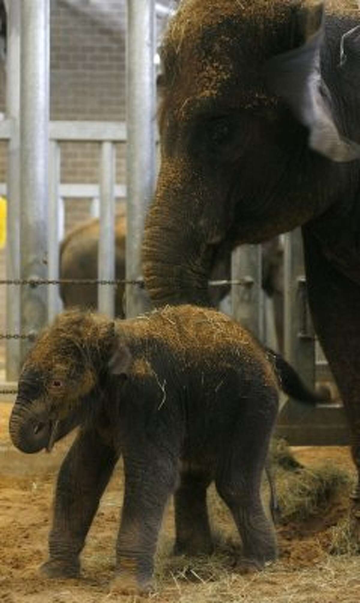 Houston Zoo up for national title of best zoo