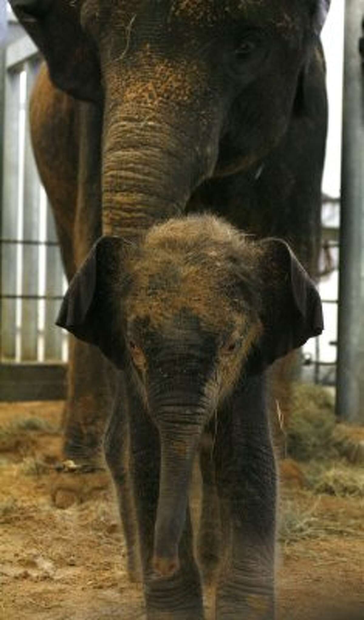 Houston Zoo up for national title of best zoo