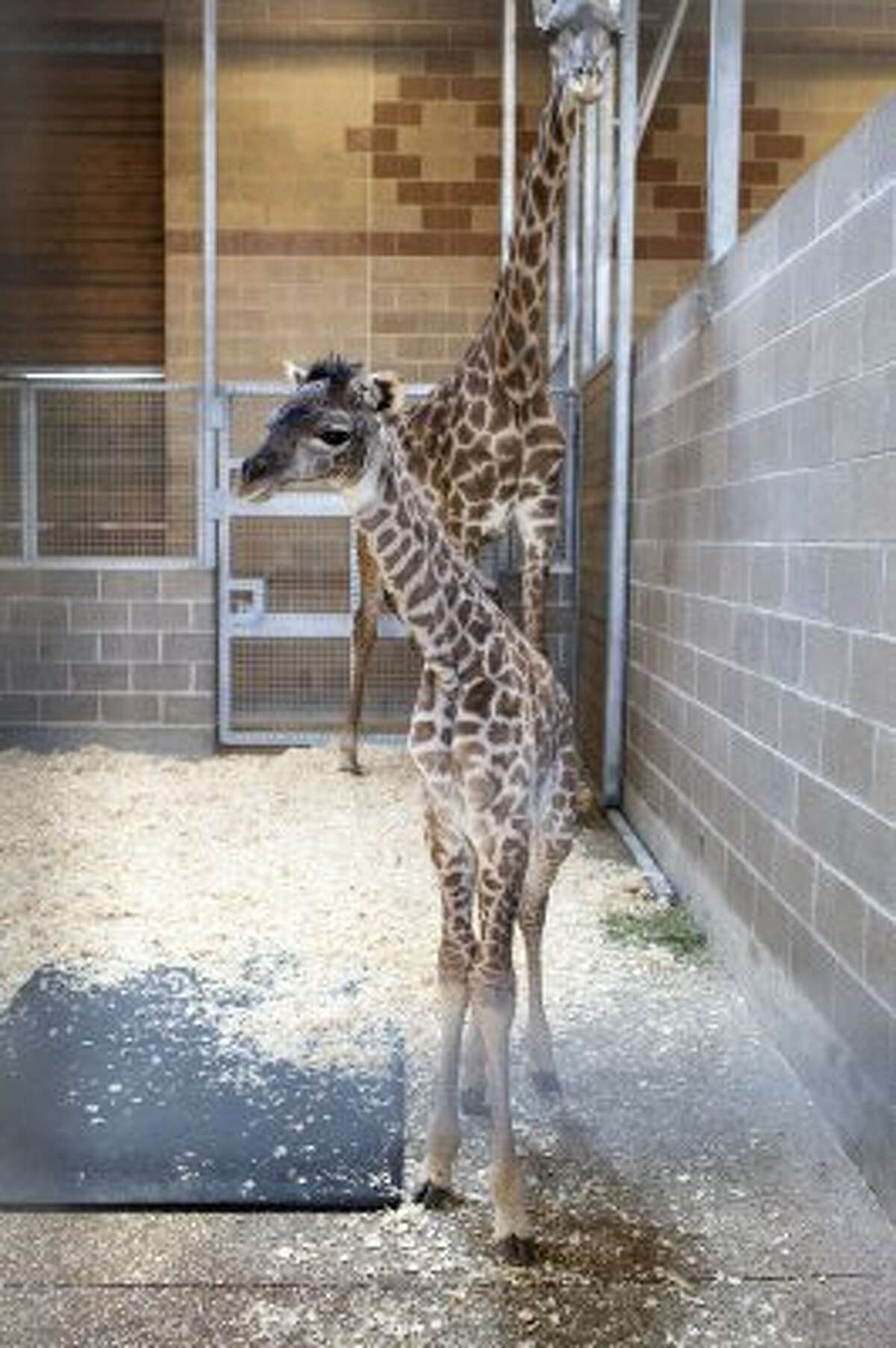 Houston Zoo up for national title of best zoo