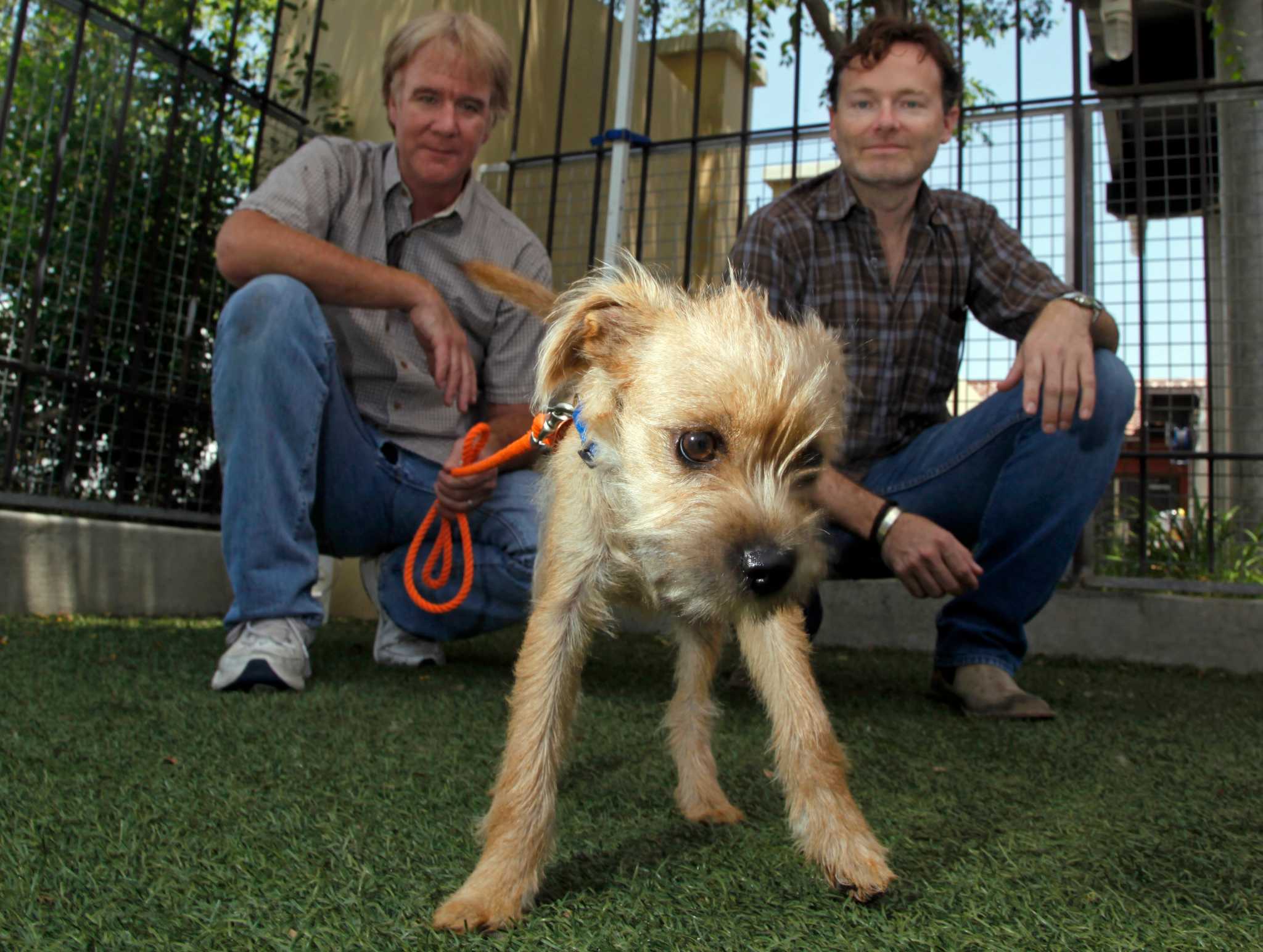 The search is on for a mutt who will become Benji