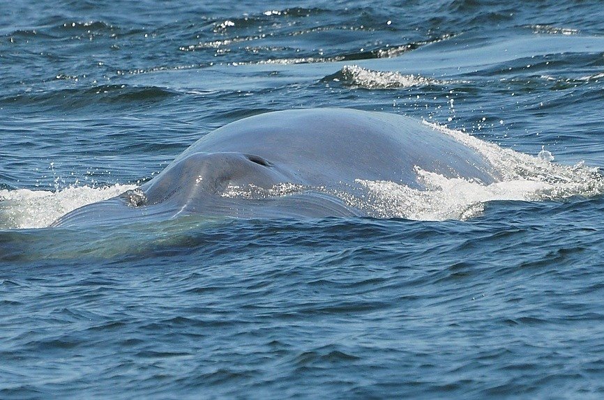 Blue whales join abundant life feeding off coast