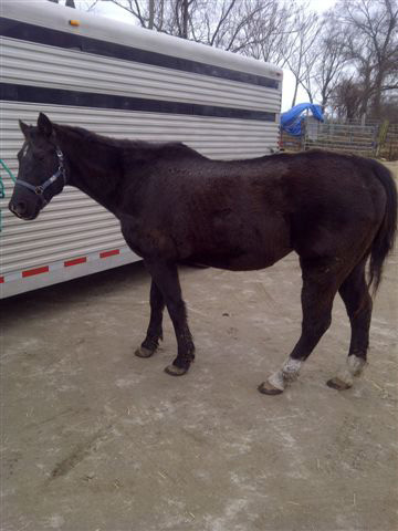 More sick horses found on Easton farm
