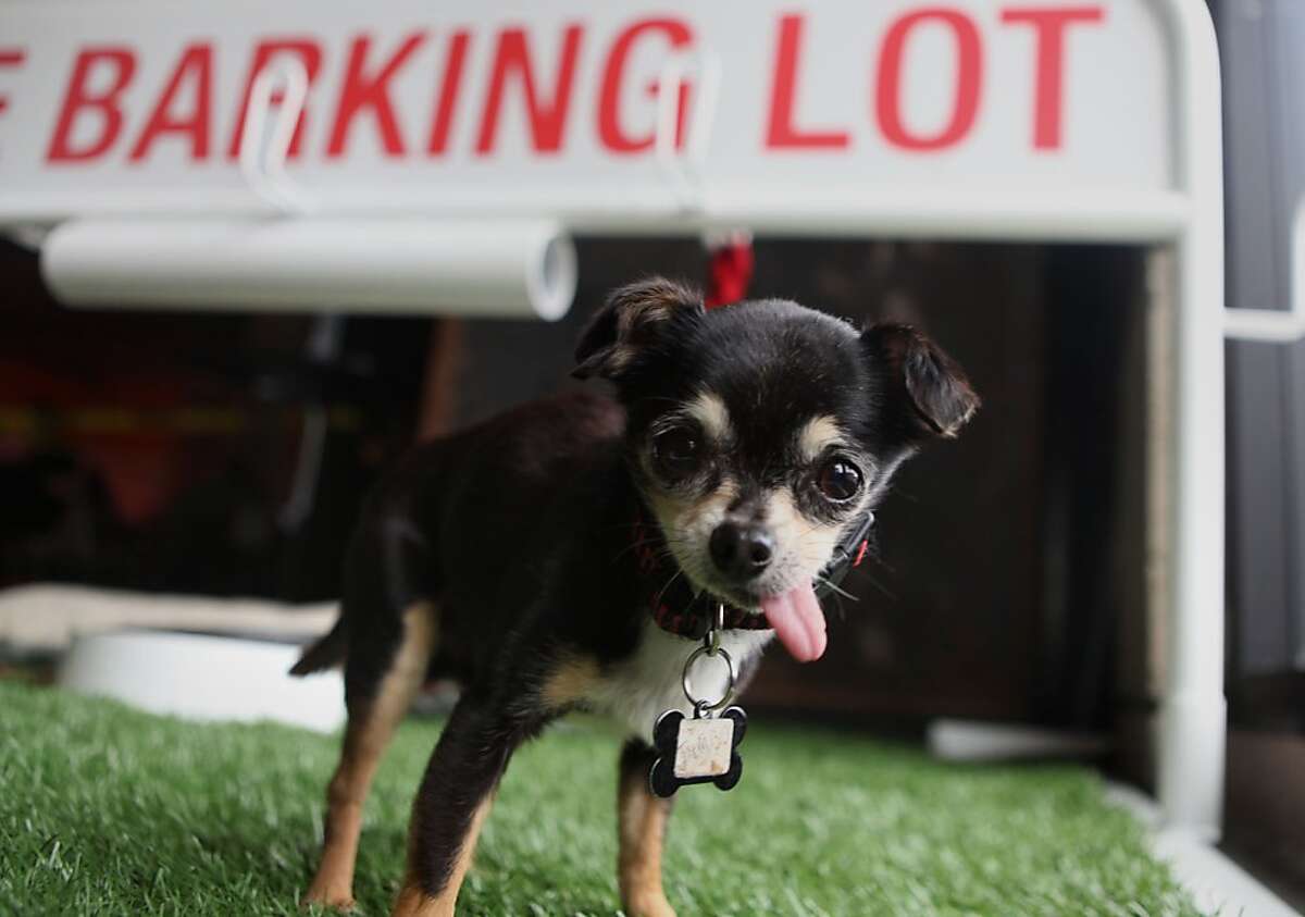 Dogs have their day in workplace in national event