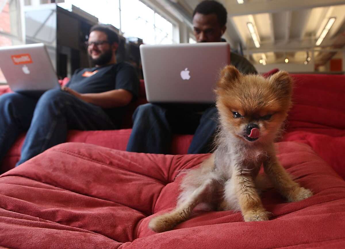 Dogs have their day in workplace in national event