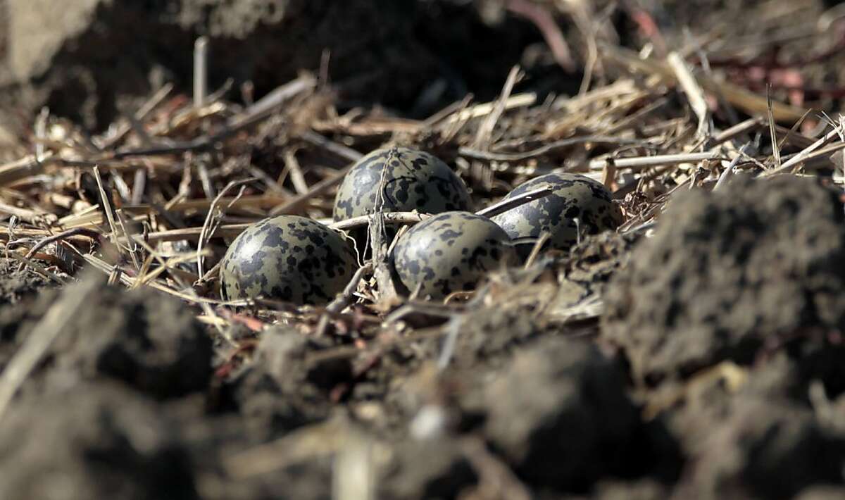 California rice farmers help out migratory birds