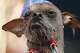 Mugly wins ugliest dog competition