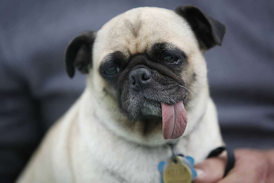 Mugly wins ugliest dog competition