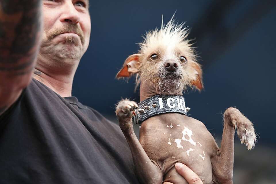 Mugly wins ugliest dog competition