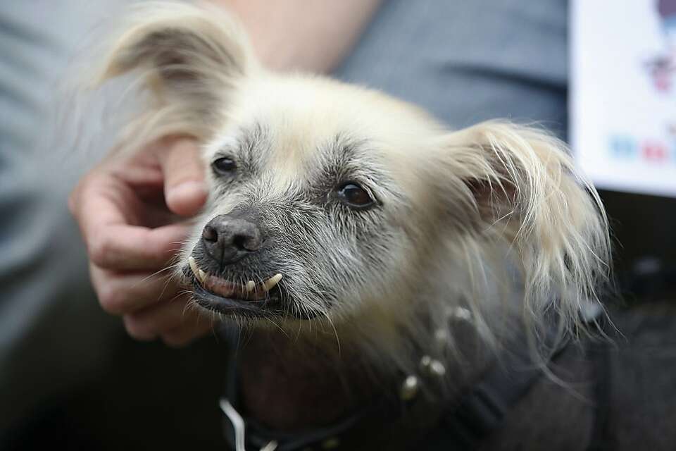 Mugly wins ugliest dog competition