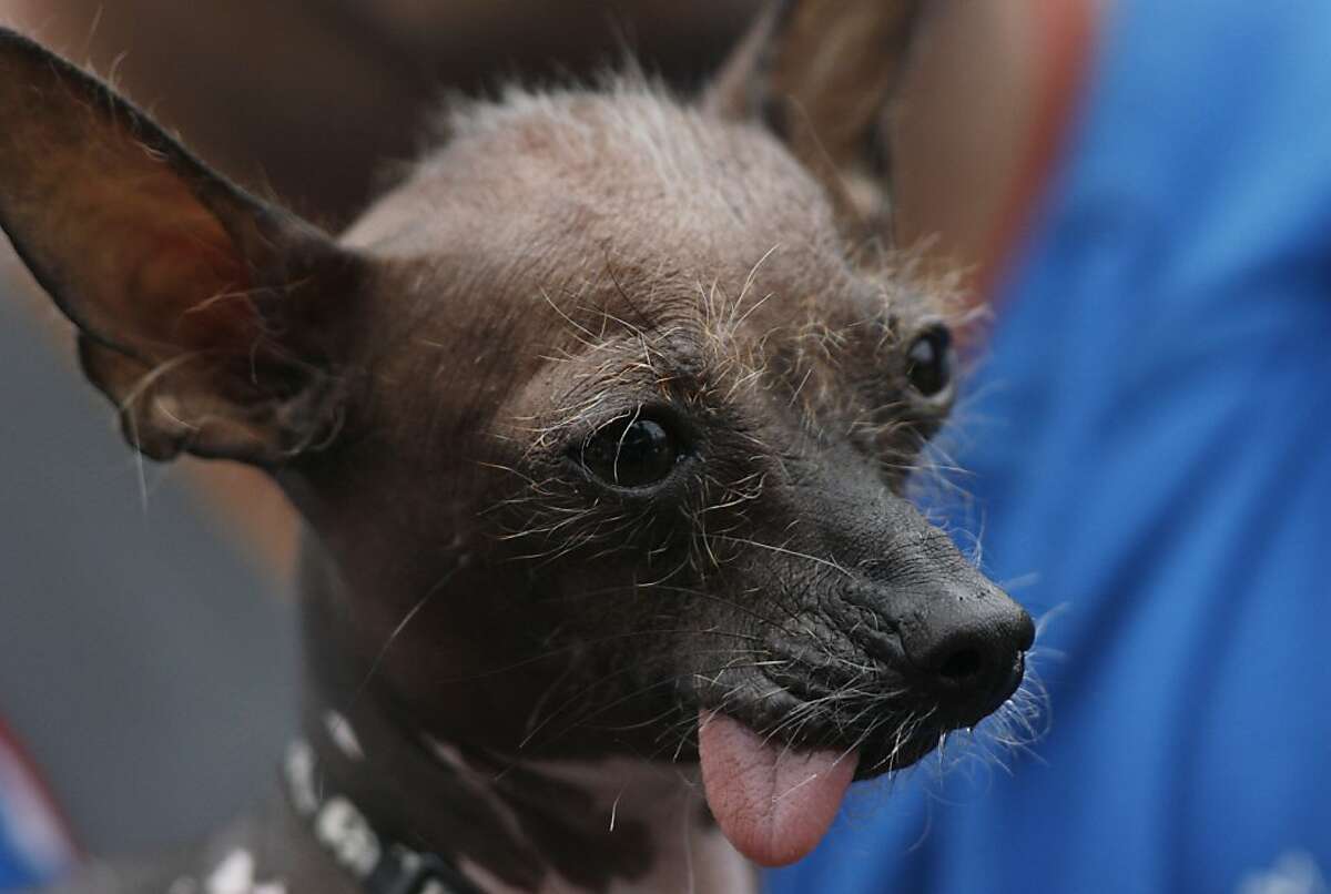 Mugly wins ugliest dog competition