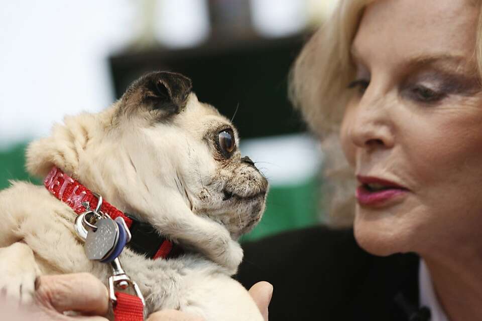 Mugly wins ugliest dog competition