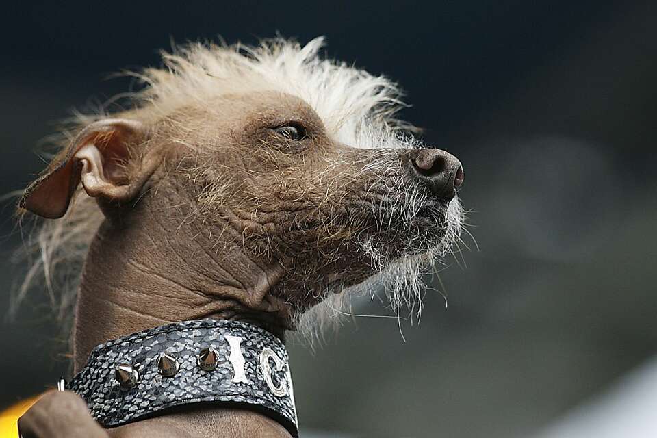 Mugly wins ugliest dog competition