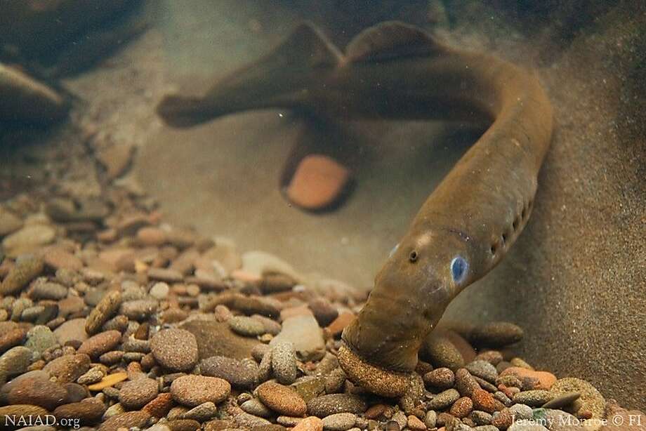 Luna the Lamprey to tweet in effort to save fish - SFGate