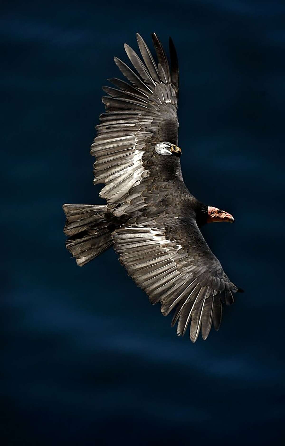 Condors' comeback imperiled by lead poisoning