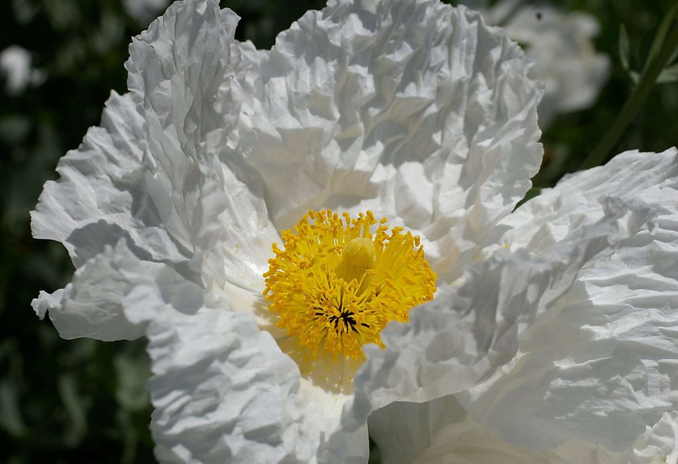 Fried-egg poppy: Native plant keeps sunny side up