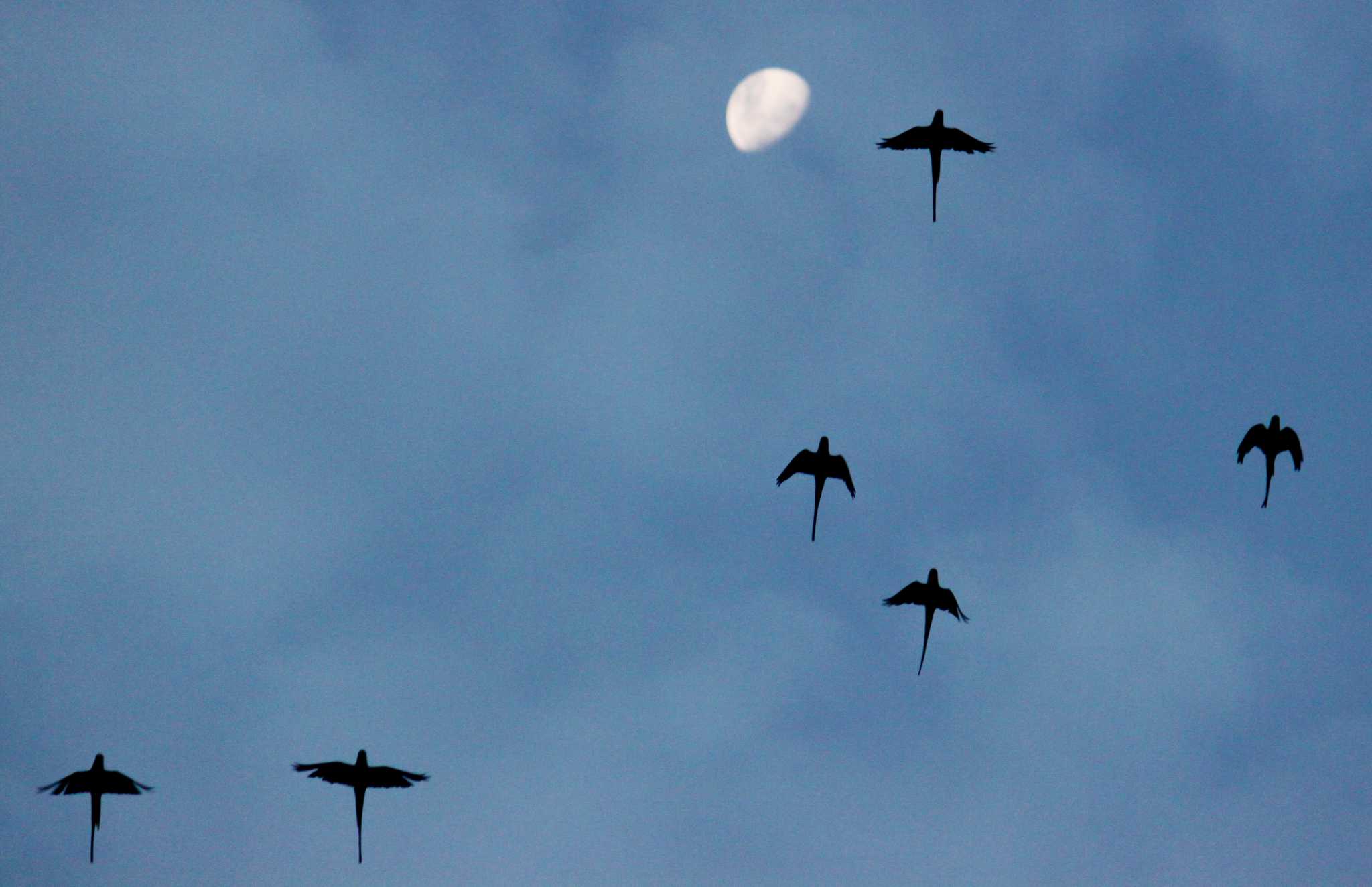 Tropical island problem: Too many parrots